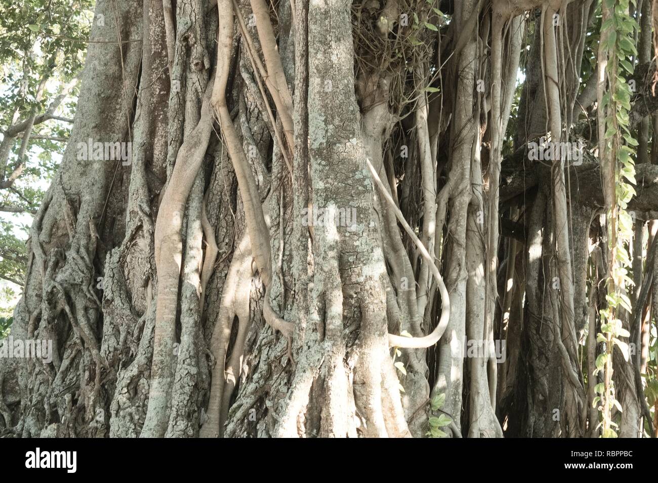 Old tree roots in Maldives (Ari Atoll Stock Photo - Alamy