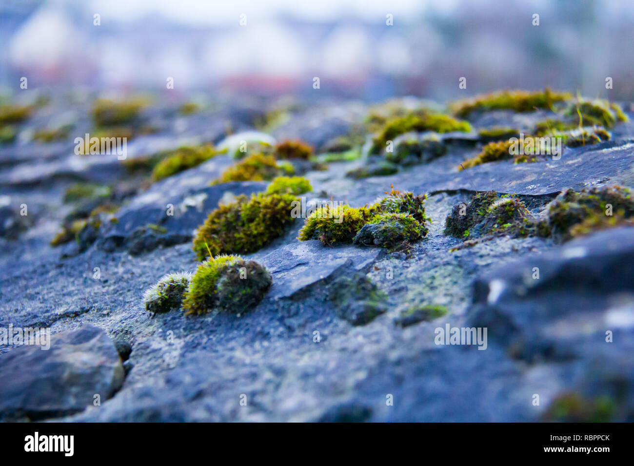 Moss texture macro view hi-res stock photography and images - Alamy