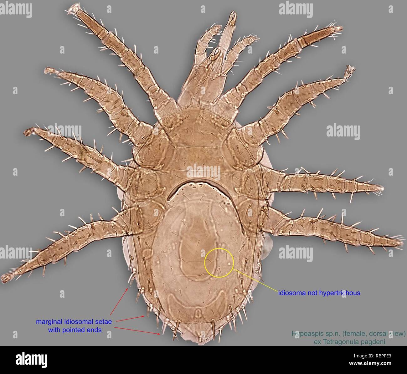 Hypoaspis High Resolution Stock Photography and Images - Alamy