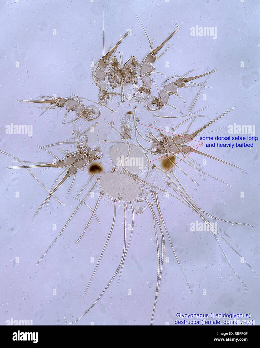 Destructor image hi-res stock photography and images - Alamy