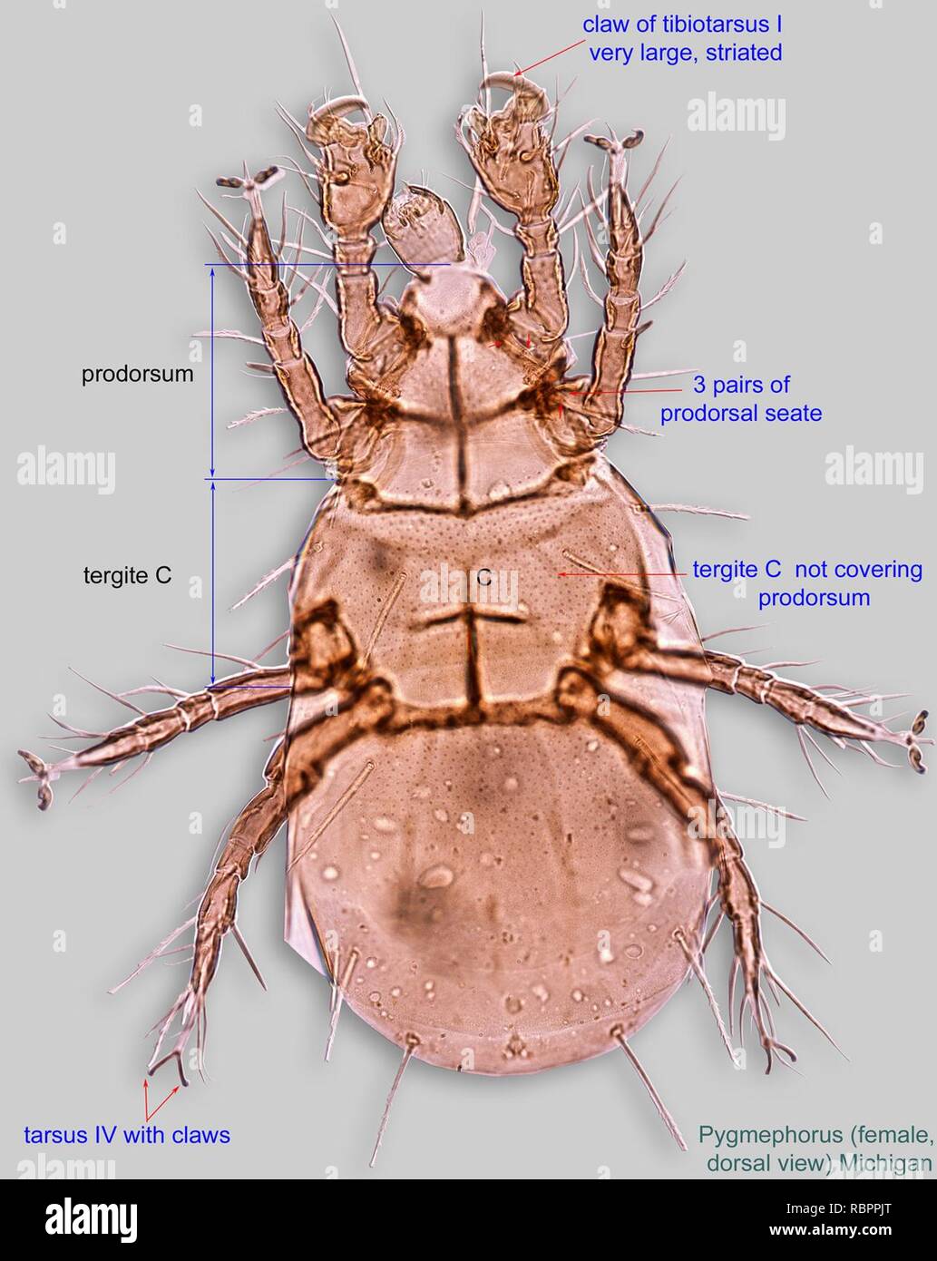 Pygmephorus hi-res stock photography and images - Alamy