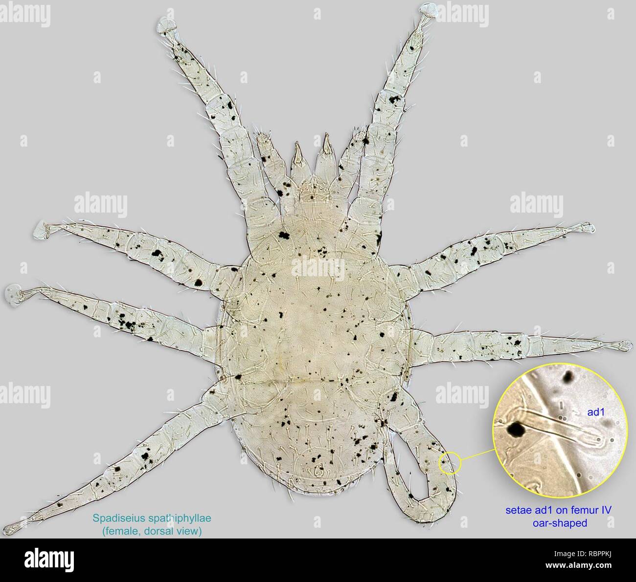Paratype hi-res stock photography and images - Alamy