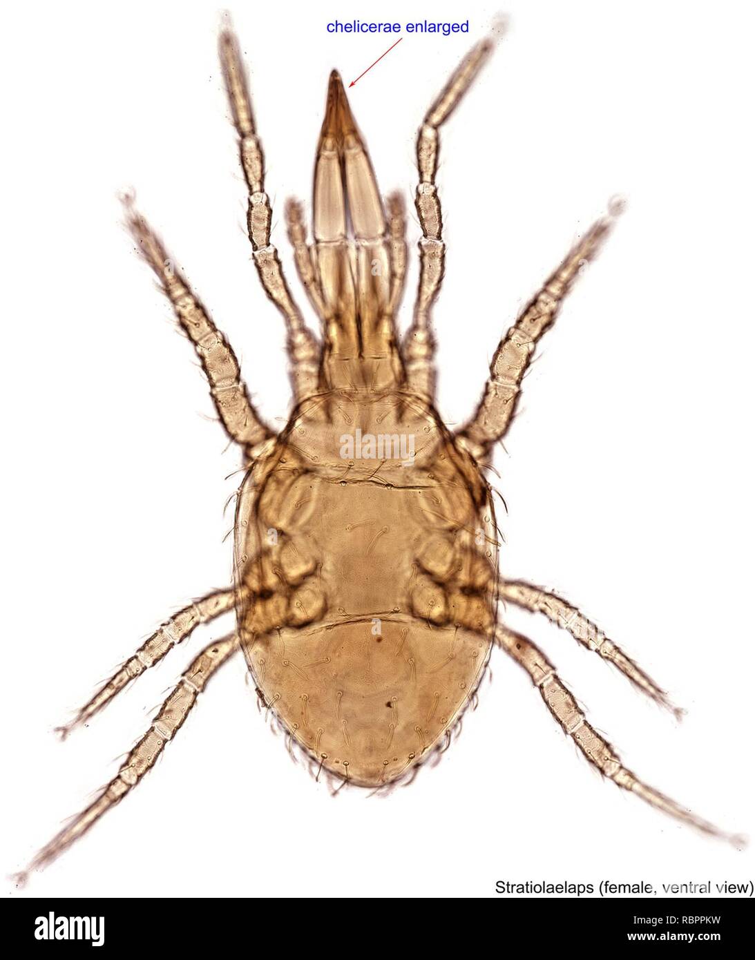 Female1 hi-res stock photography and images - Alamy