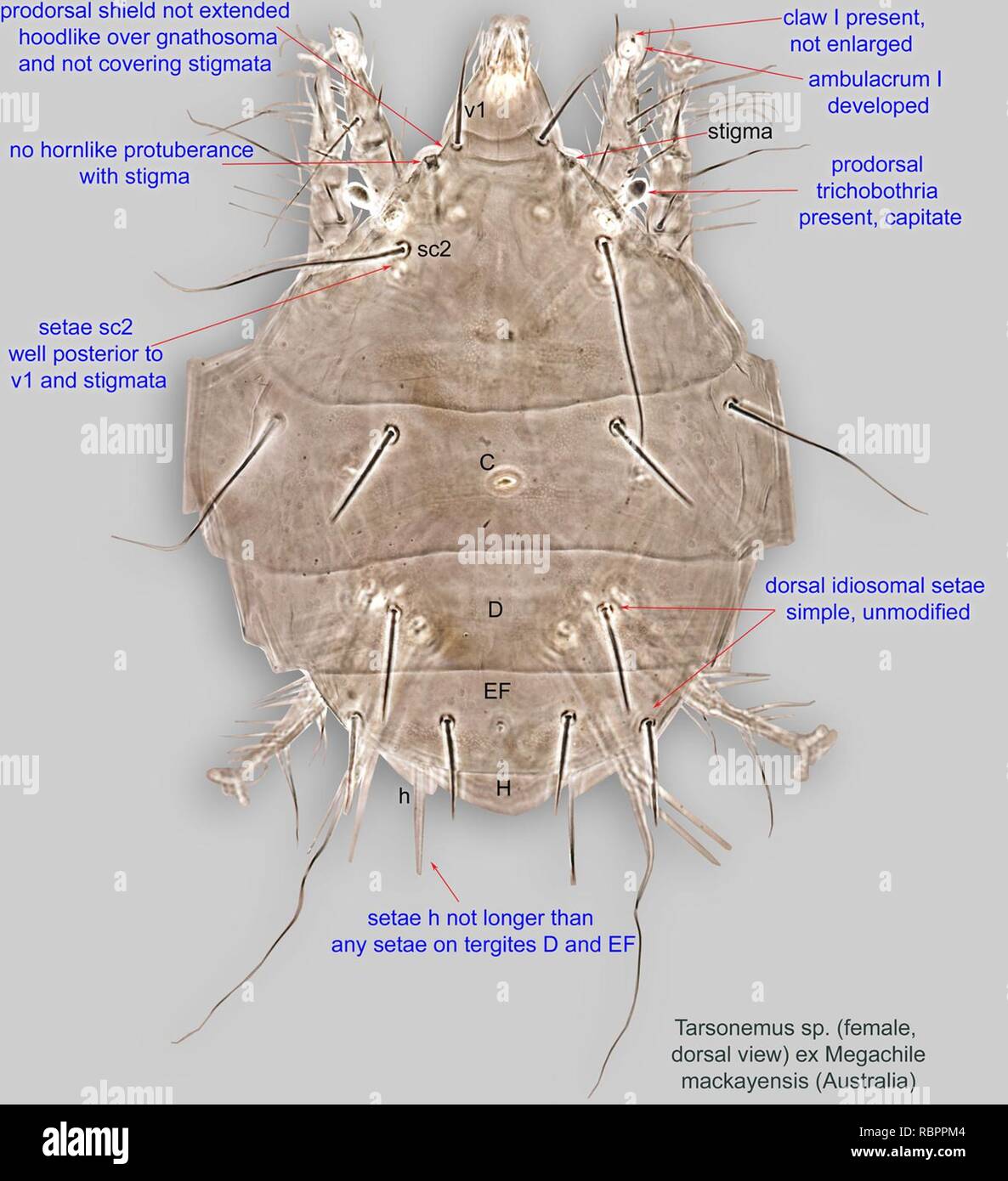 Tarsonemus hi-res stock photography and images - Alamy