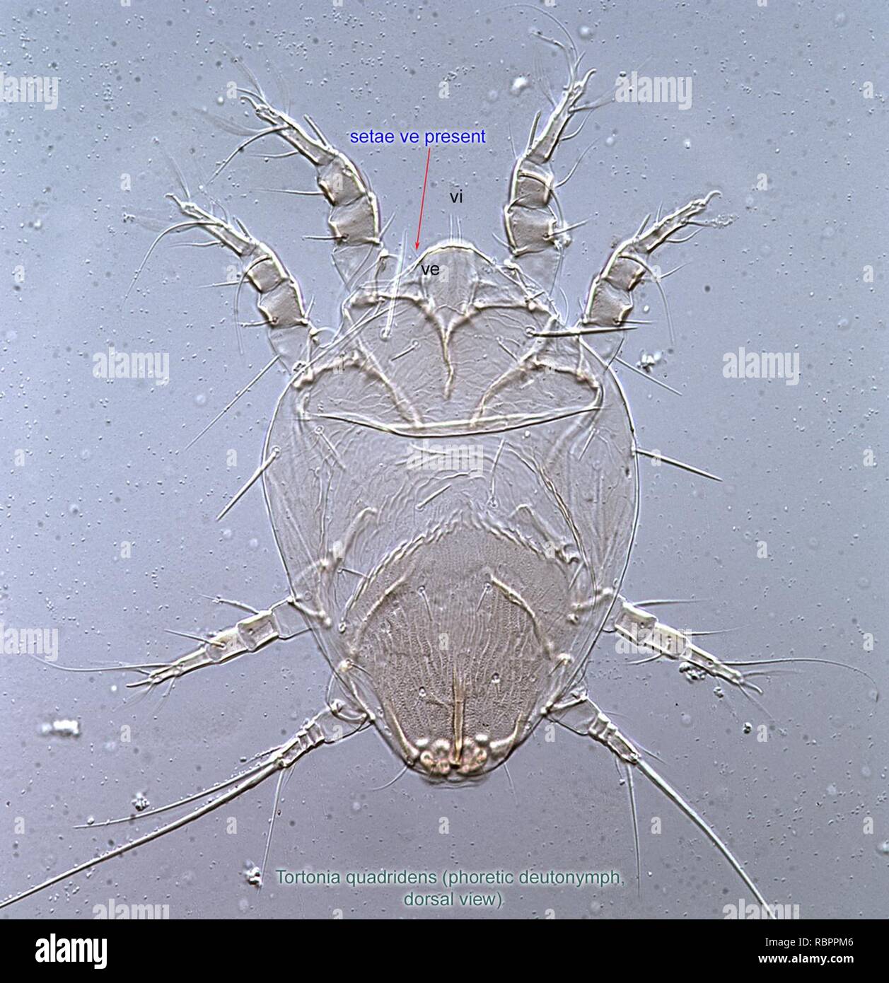 Quadridens hi-res stock photography and images - Alamy