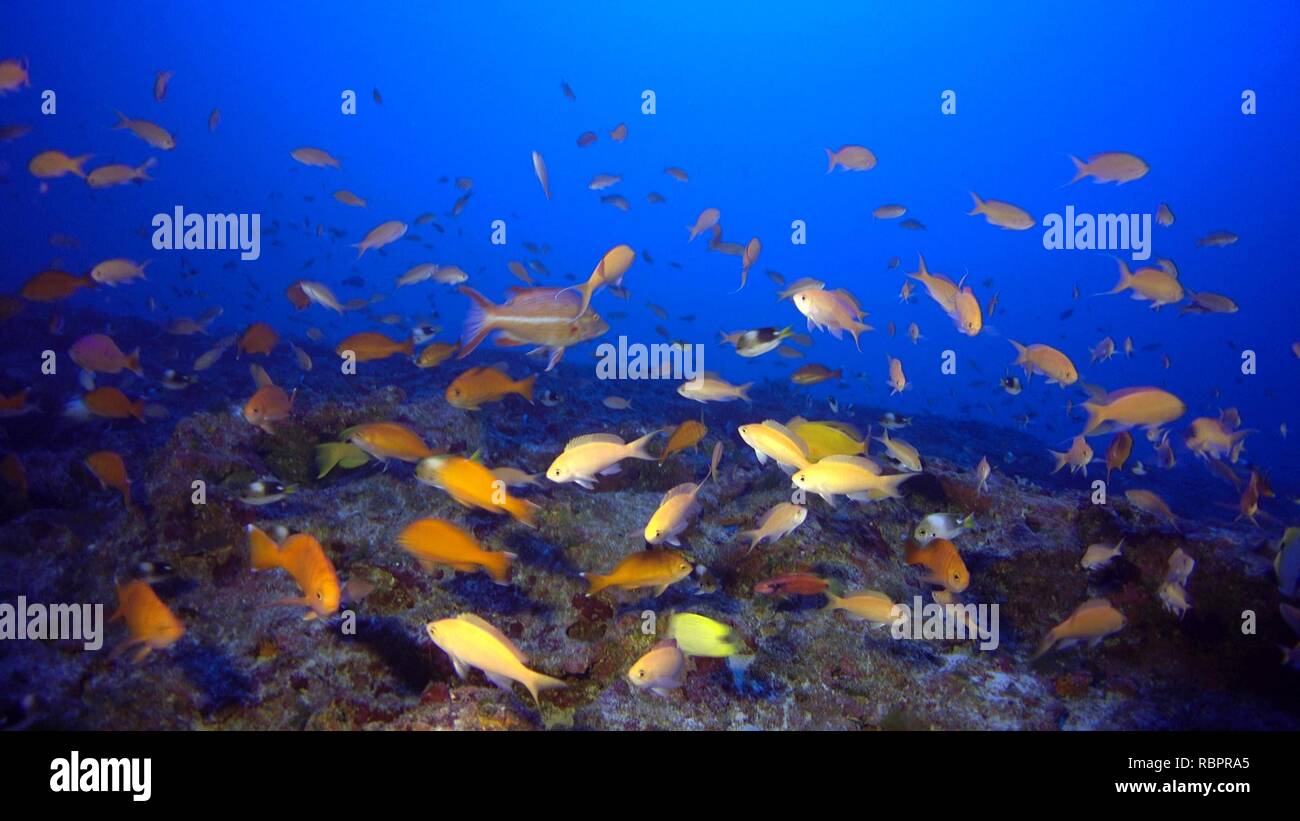 Kure atoll hi-res stock photography and images - Alamy