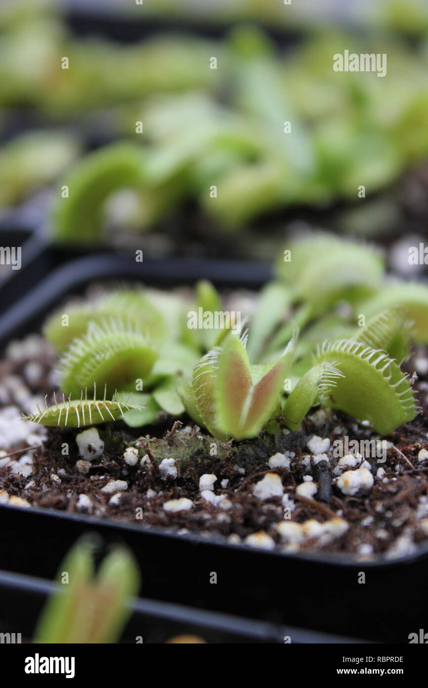 Baby Venus Fly Trap plants, Dionaea muscipula, growing in the sunny ...
