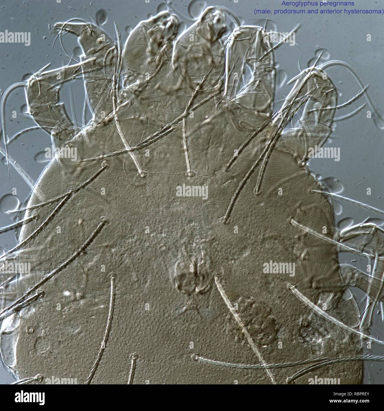 10-Aeroglyphus peregrinans male dors DIC40 BMOC 05-0420-415 Stock Photo ...