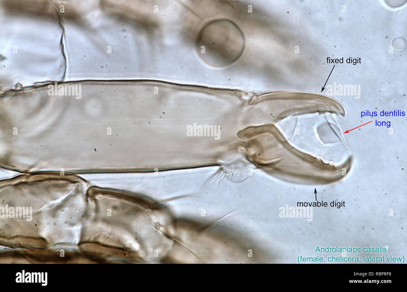 10-BMOC 10-0708-002 Androlaelaps casalis female chelicera ventr ...