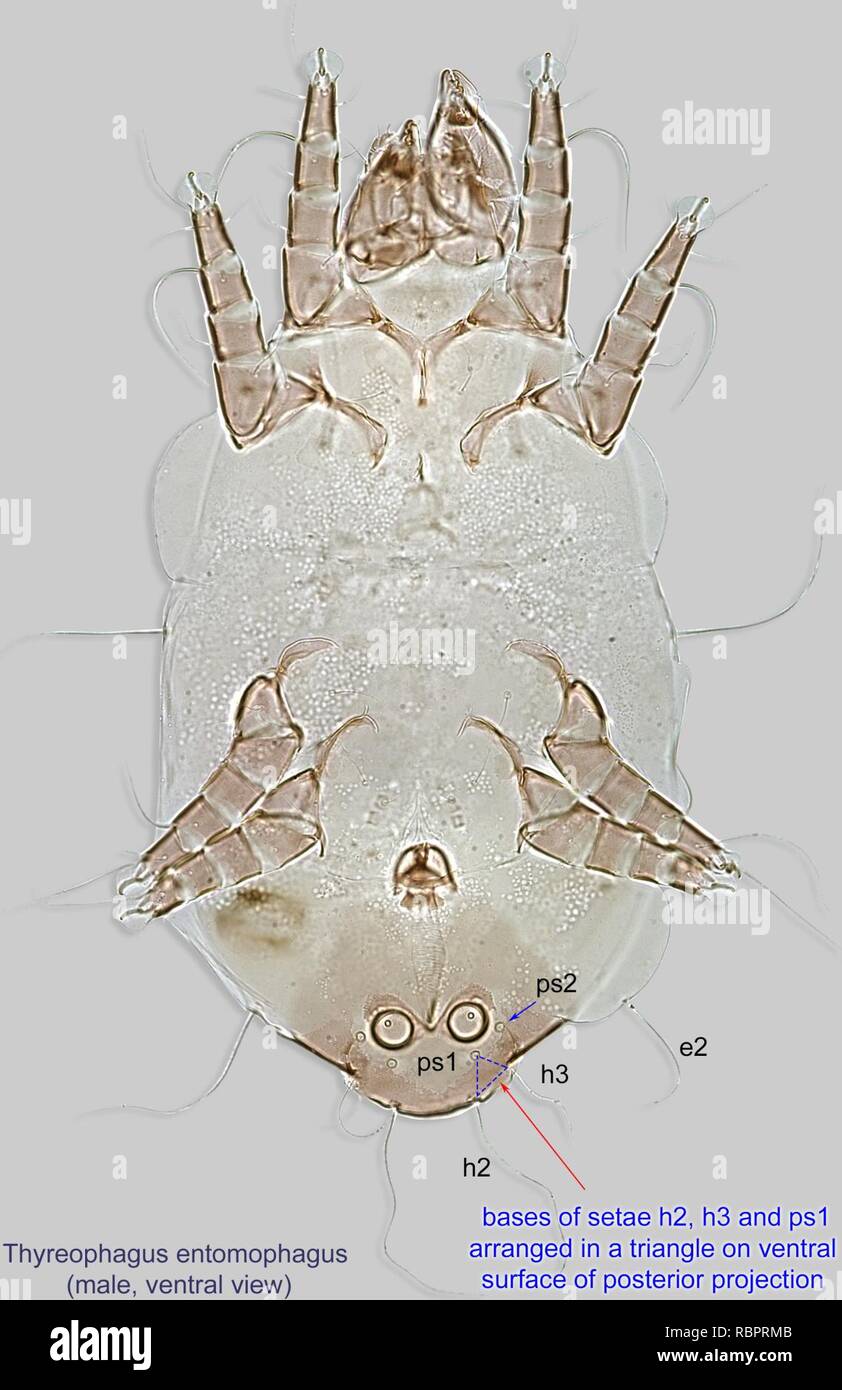 10-Thyreophagus entomophagus male ventr BF40 BMOC 01-0611-011 Stock ...