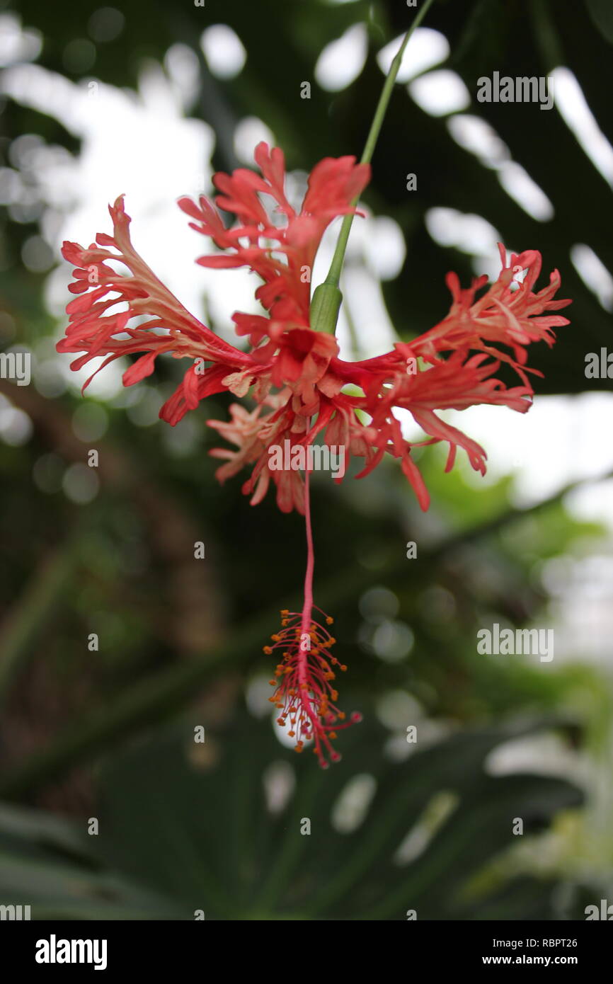 Coral Hibiscus High Resolution Stock Photography and Images - Alamy