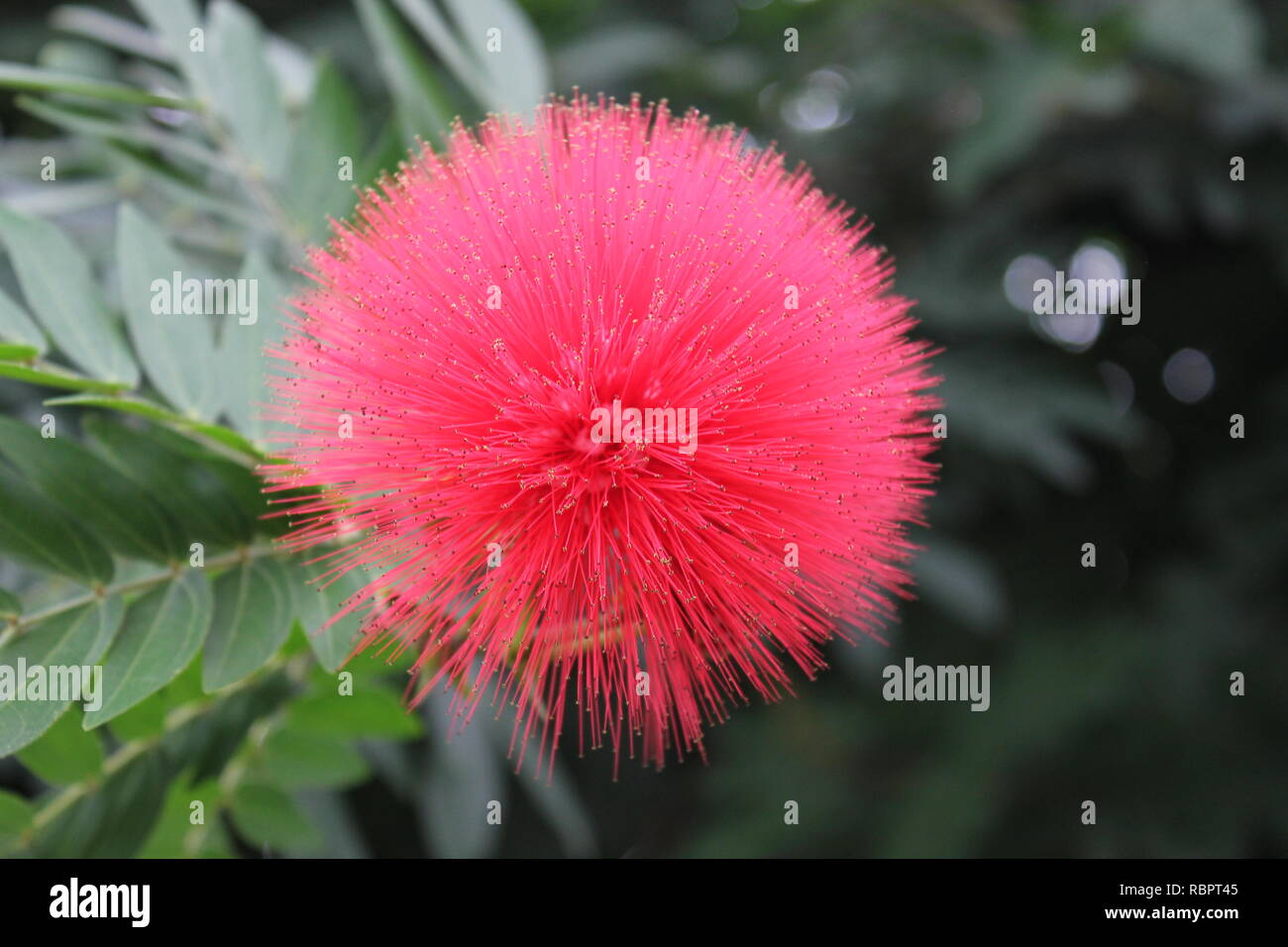 Dwarf powder puff tree hi-res stock photography and images - Alamy