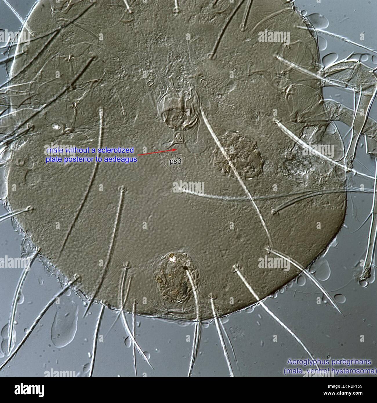 Ventr hi-res stock photography and images - Alamy