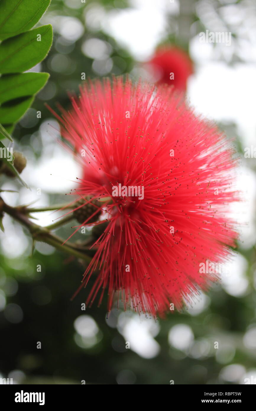 Dwarf powder puff tree hi-res stock photography and images - Alamy