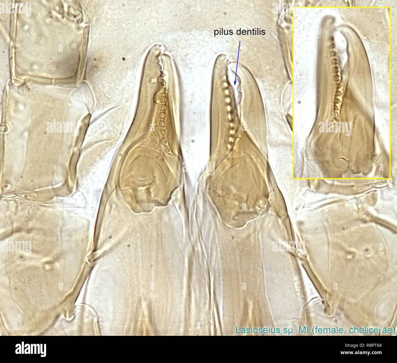 Chelicera hi-res stock photography and images - Alamy