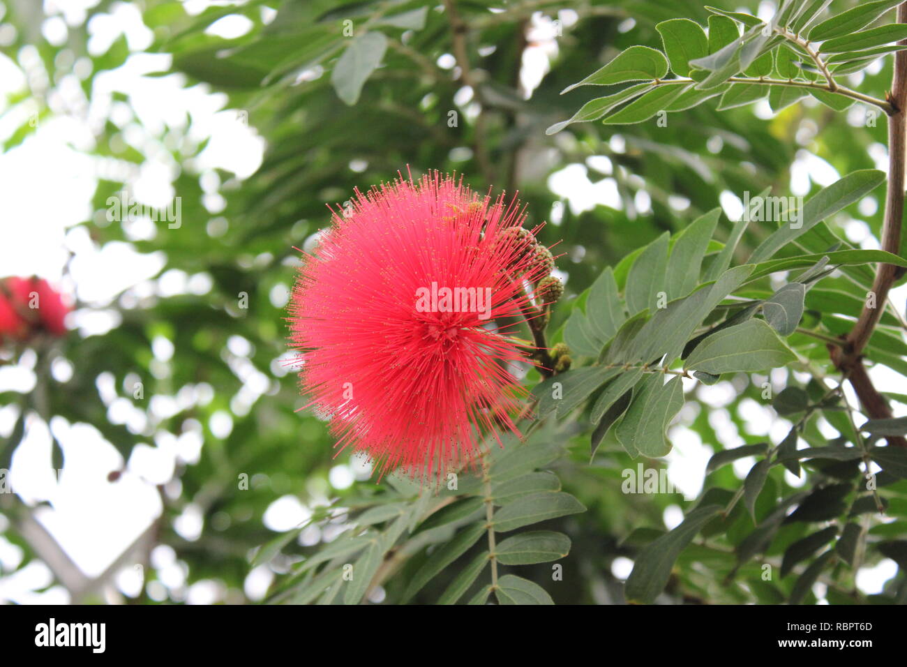 Red Powder Puff Tree, Calliandra haematocephala, growing in the sunny ...