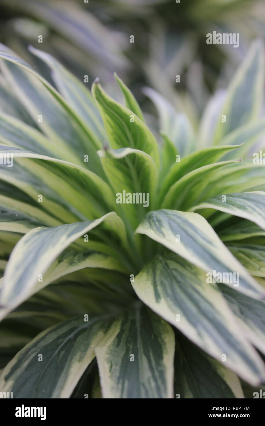 Star of Madeira, Pride of Madeira, Echium candicans, plant growing in ...