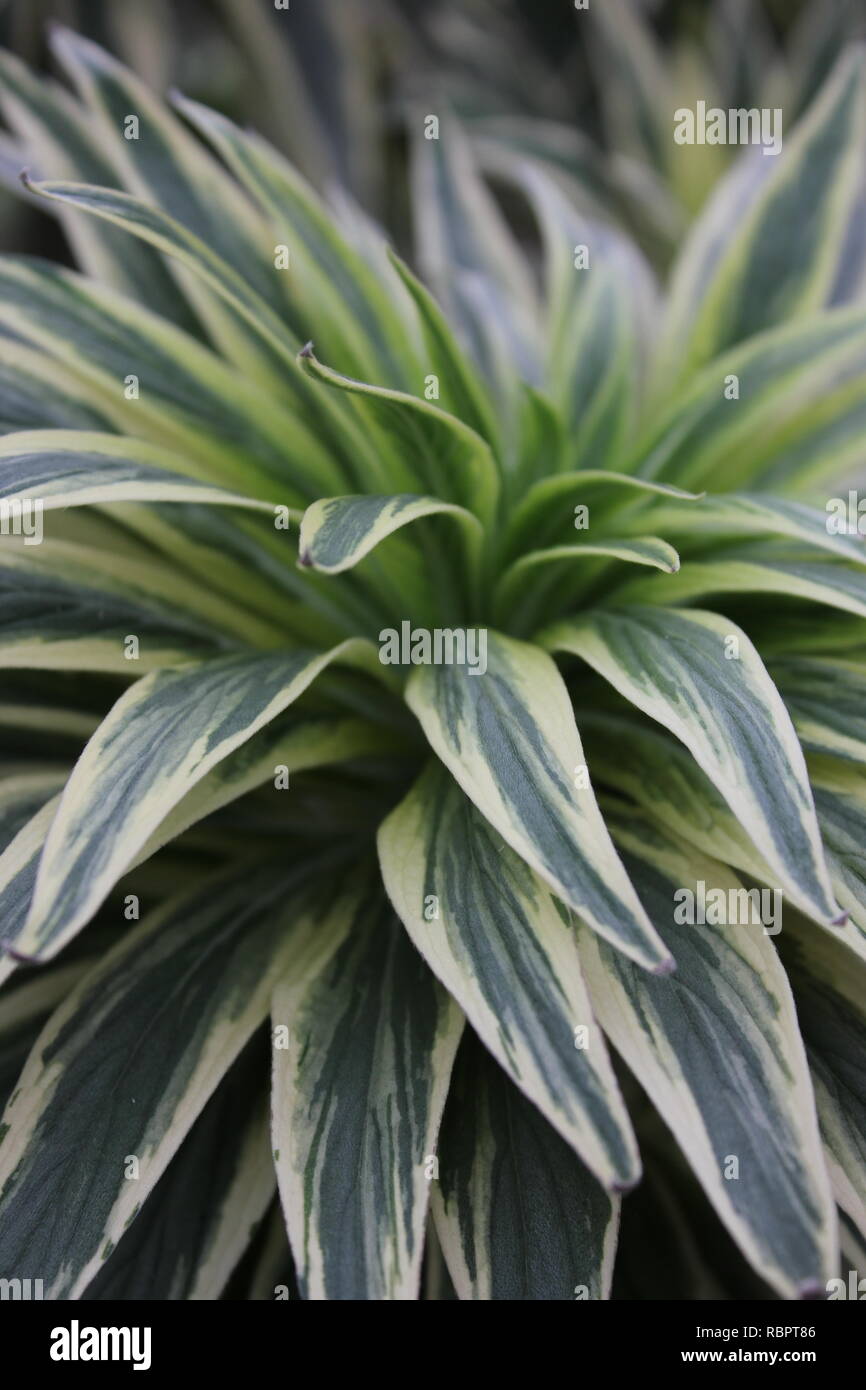 Star of Madeira, Pride of Madeira, Echium candicans, plant growing in ...