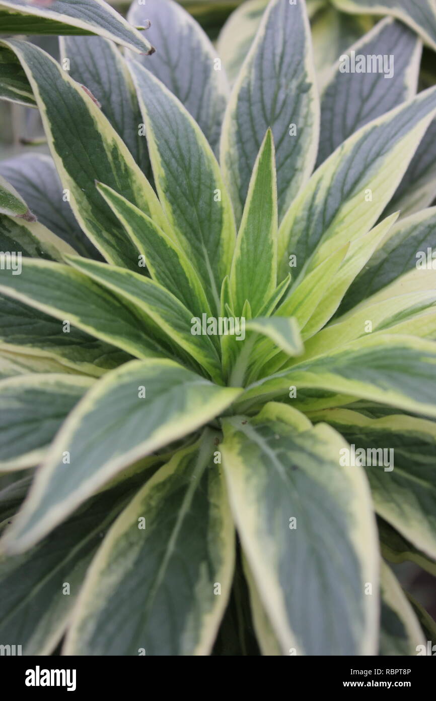 Star of Madeira, Pride of Madeira, Echium candicans, plant growing in ...