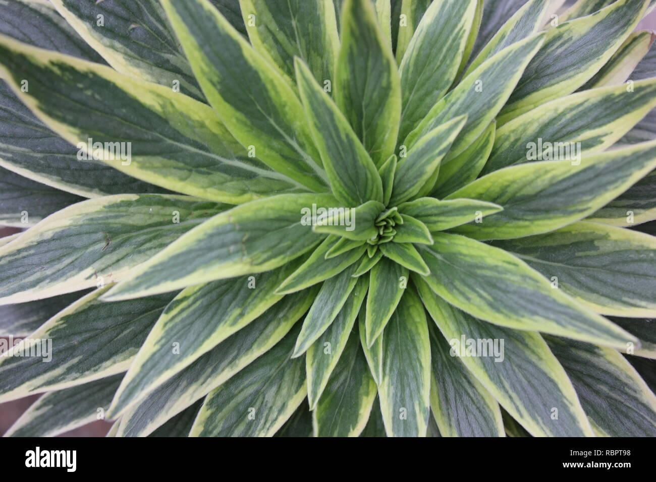 Star of Madeira, Pride of Madeira, Echium candicans, plant growing in ...