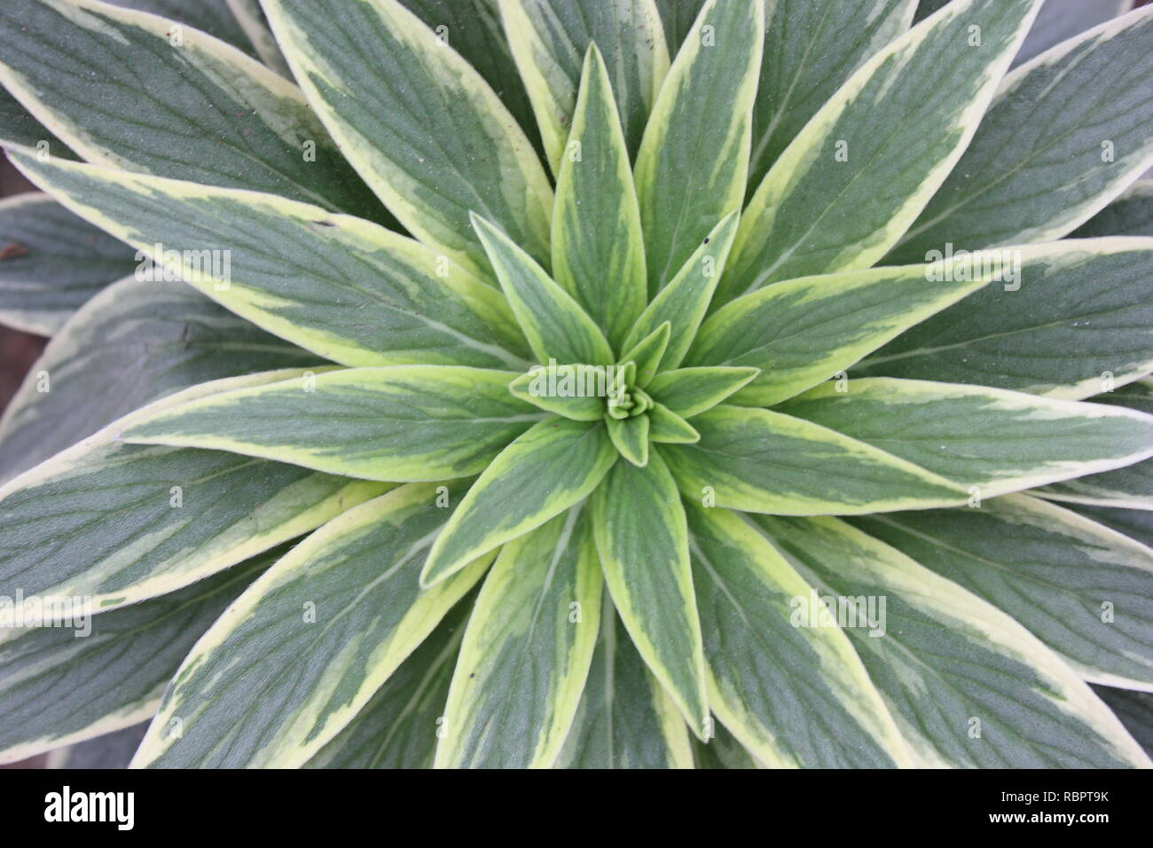 Star of Madeira, Pride of Madeira, Echium candicans, plant growing in ...