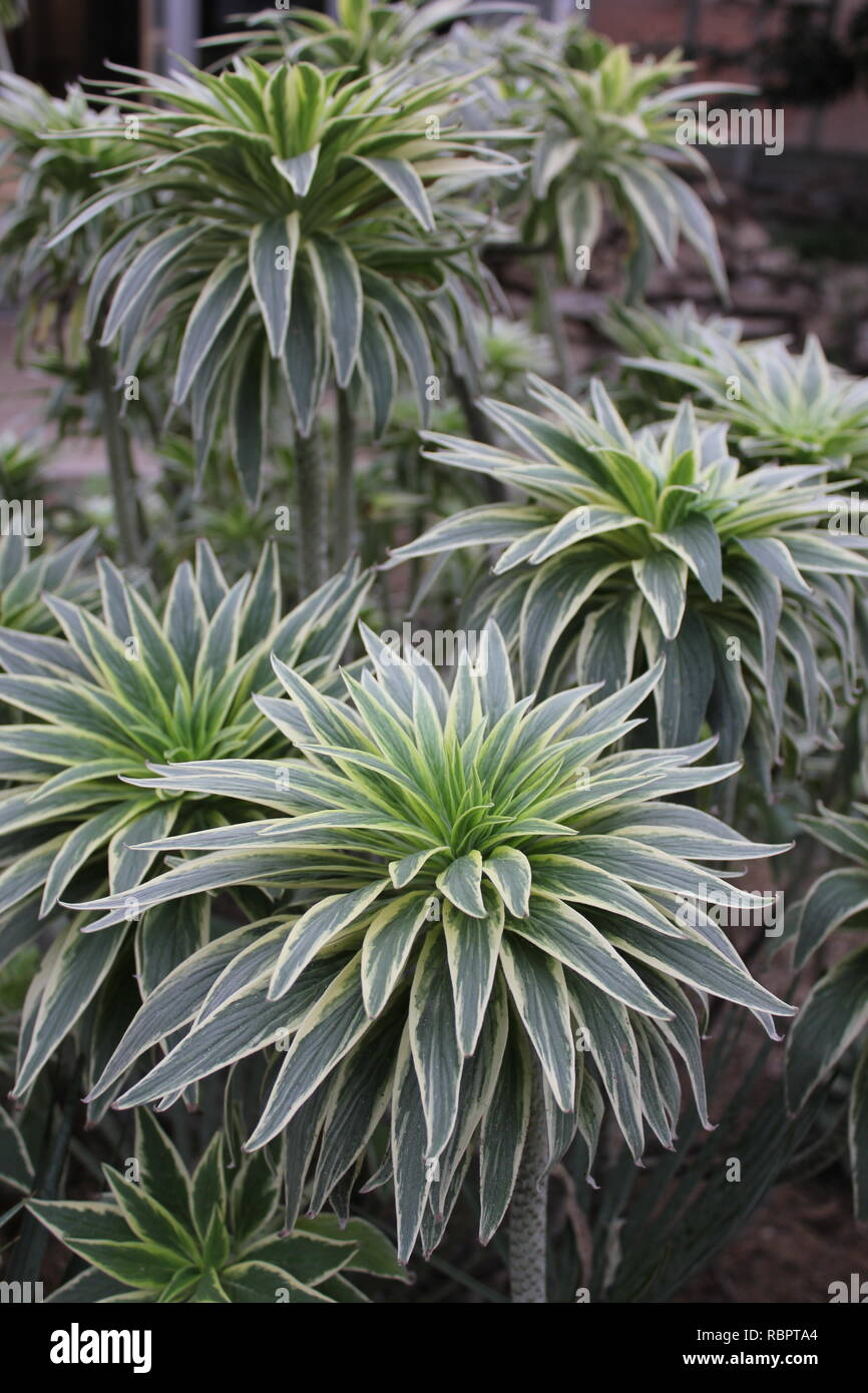 Star of Madeira, Pride of Madeira, Echium candicans, plant growing in ...