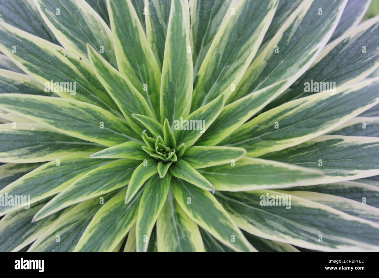 Star of Madeira, Pride of Madeira, Echium candicans, plant growing in ...