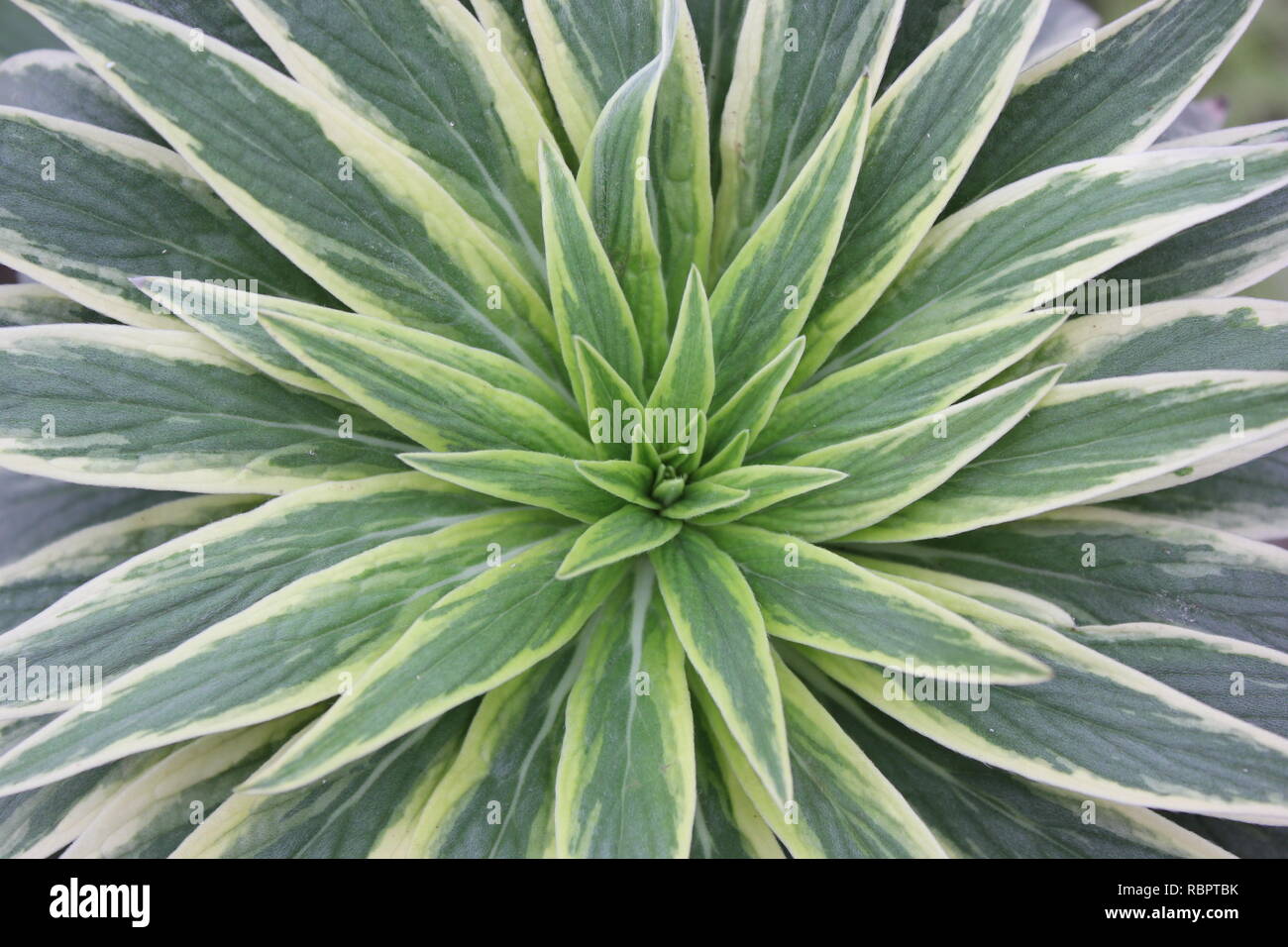 Star of Madeira, Pride of Madeira, Echium candicans, plant growing in ...
