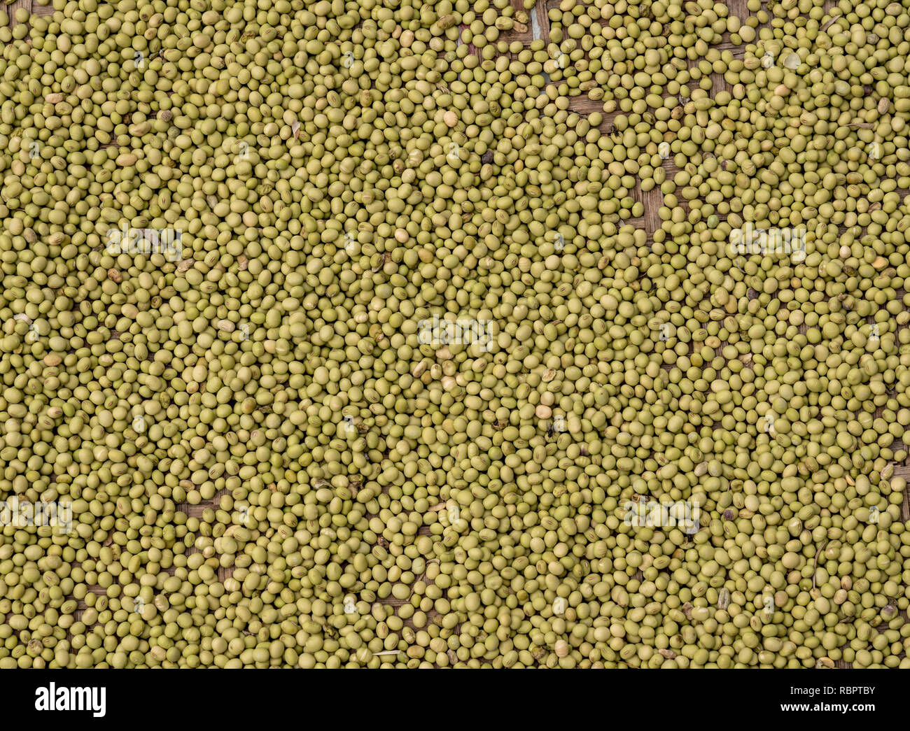 Green split peas drying inside Tulou in Fujian Province Stock Photo - Alamy
