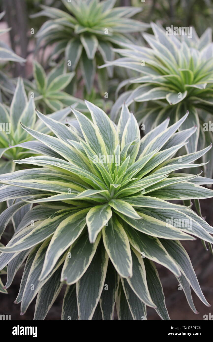 Star of Madeira, Pride of Madeira, Echium candicans, plant growing in ...