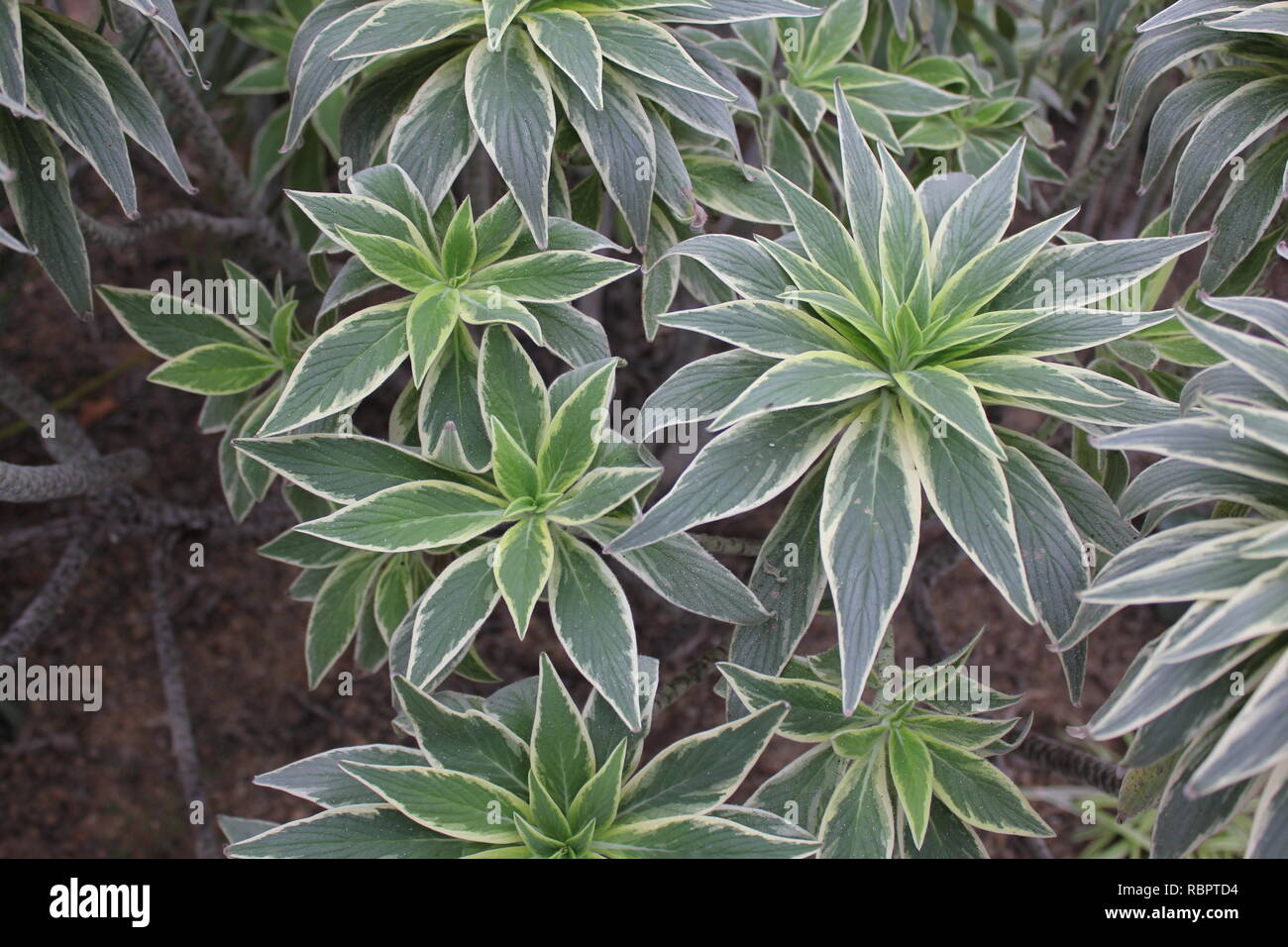 Star of Madeira, Pride of Madeira, Echium candicans, plant growing in ...