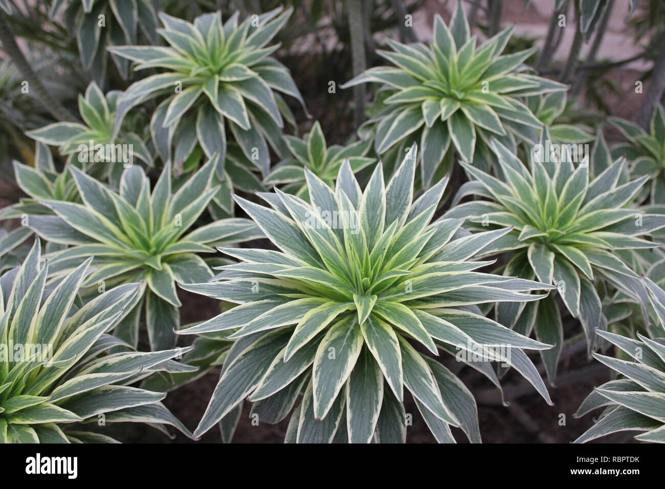 Star of Madeira, Pride of Madeira, Echium candicans, plant growing in ...