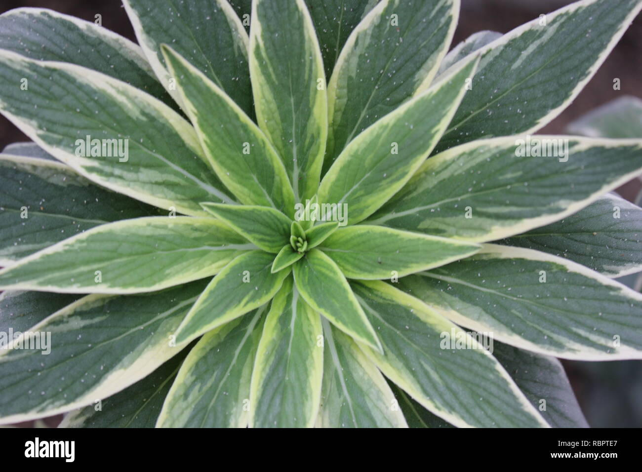 Star of Madeira, Pride of Madeira, Echium candicans, plant growing in ...
