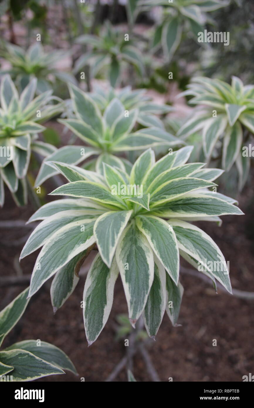 Star of Madeira, Pride of Madeira, Echium candicans, plant growing in ...