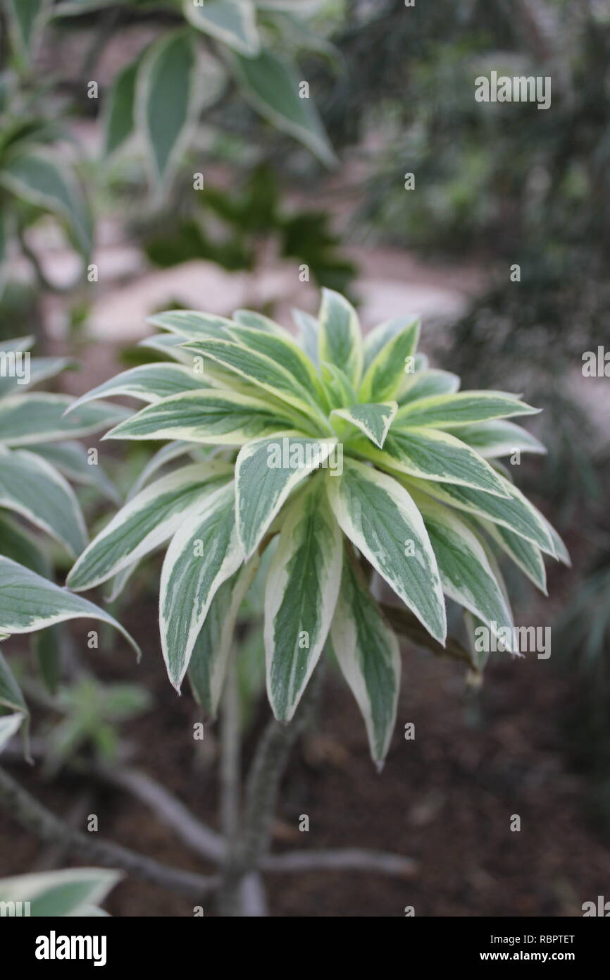 Star of Madeira, Pride of Madeira, Echium candicans, plant growing in ...