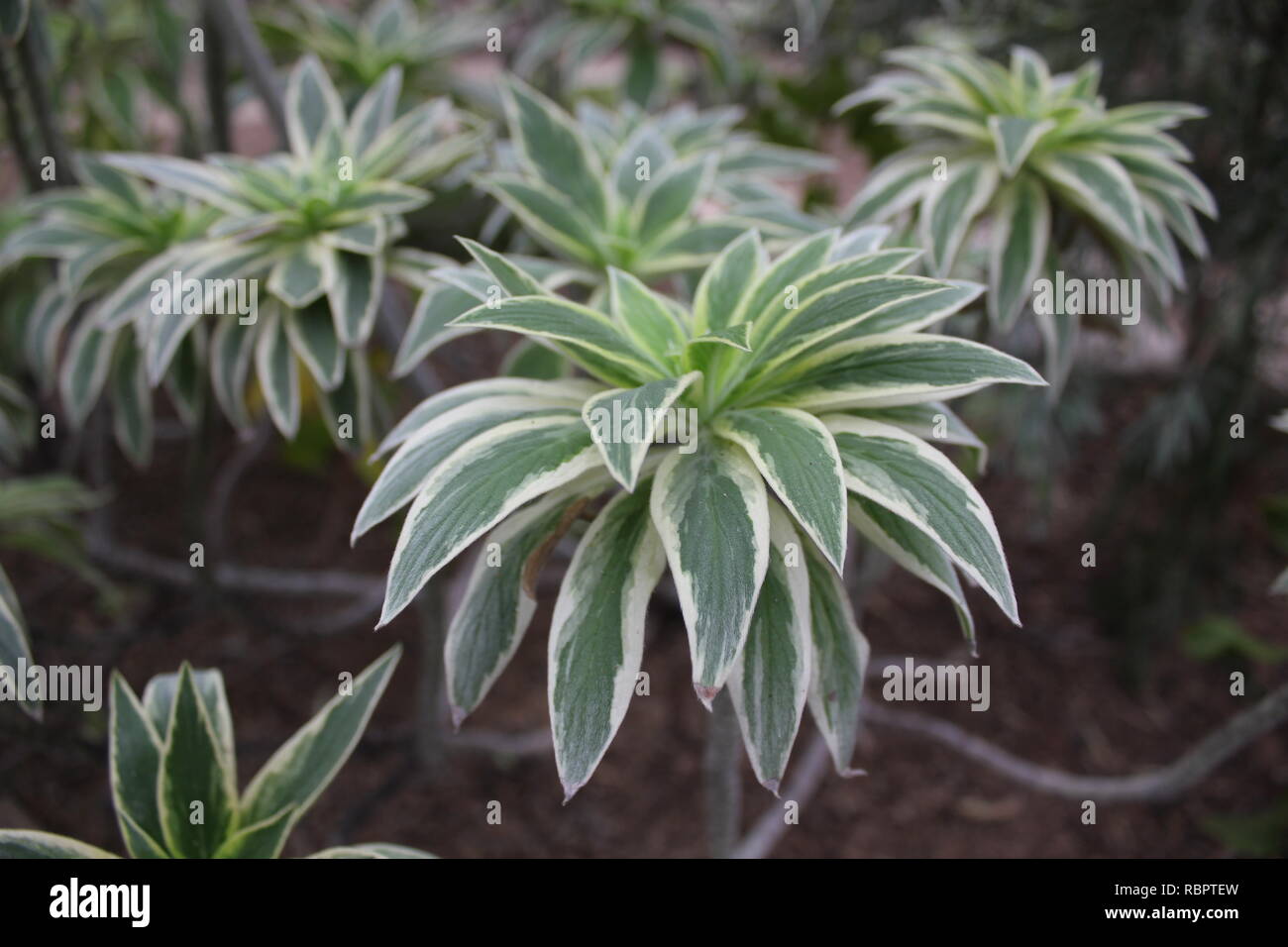Star of Madeira, Pride of Madeira, Echium candicans, plant growing in ...