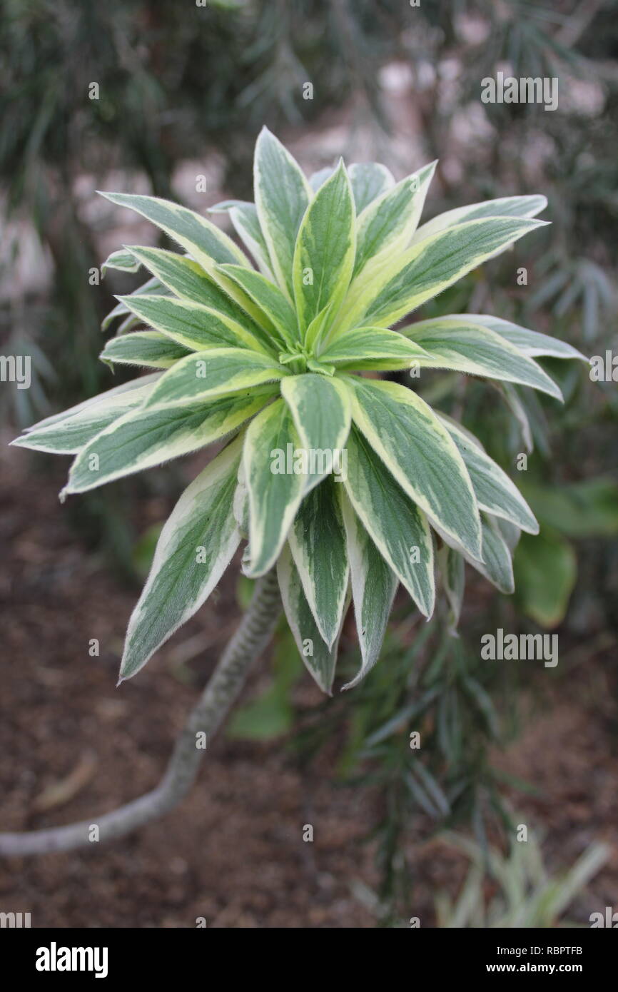 Star of Madeira, Pride of Madeira, Echium candicans, plant growing in ...