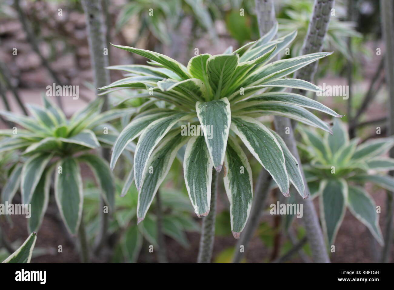 Star of Madeira, Pride of Madeira, Echium candicans, plant growing in ...