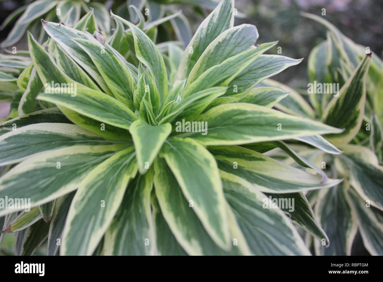 Star of Madeira, Pride of Madeira, Echium candicans, plant growing in ...