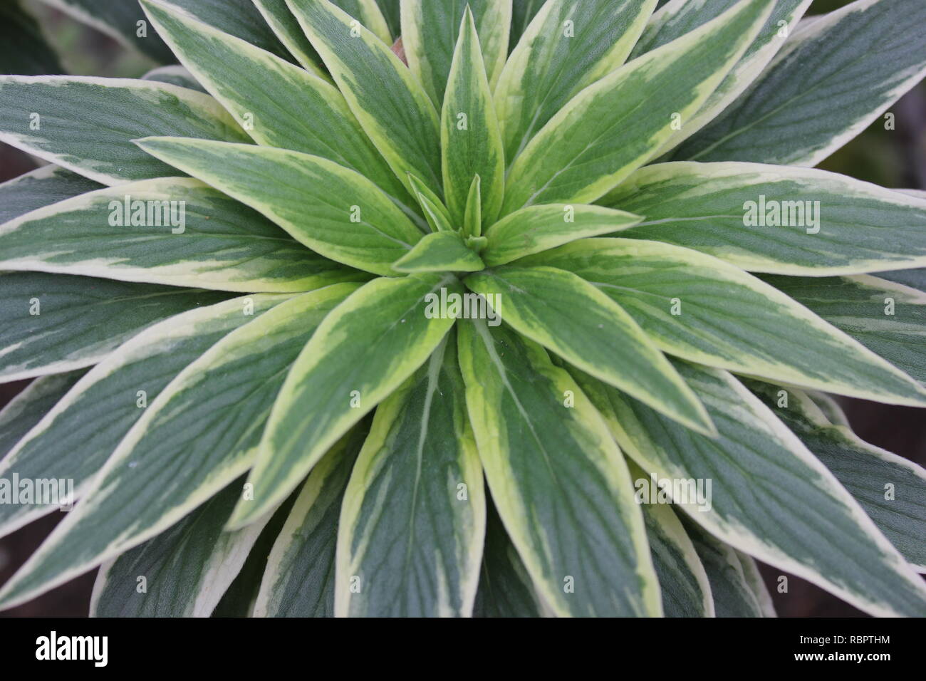 Star of Madeira, Pride of Madeira, Echium candicans, plant growing in ...