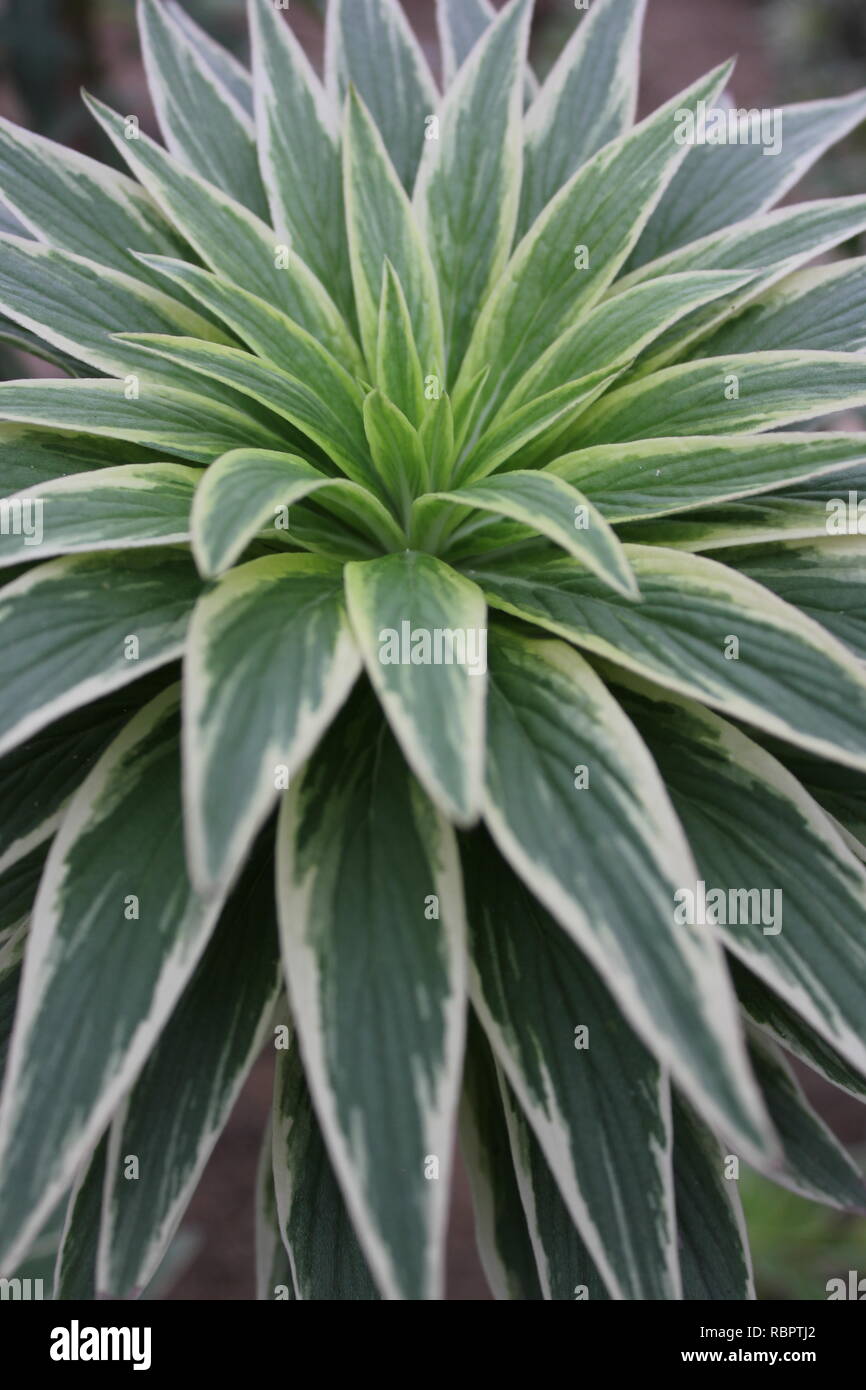 Star of Madeira, Pride of Madeira, Echium candicans, plant growing in ...