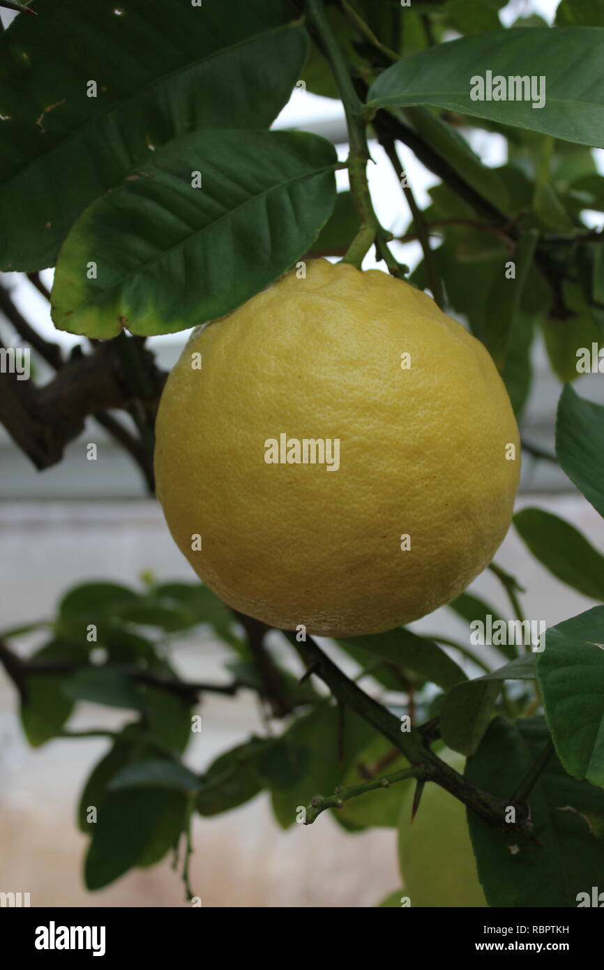 Citrus Limon Ponderosa High Resolution Stock Photography and Images - Alamy