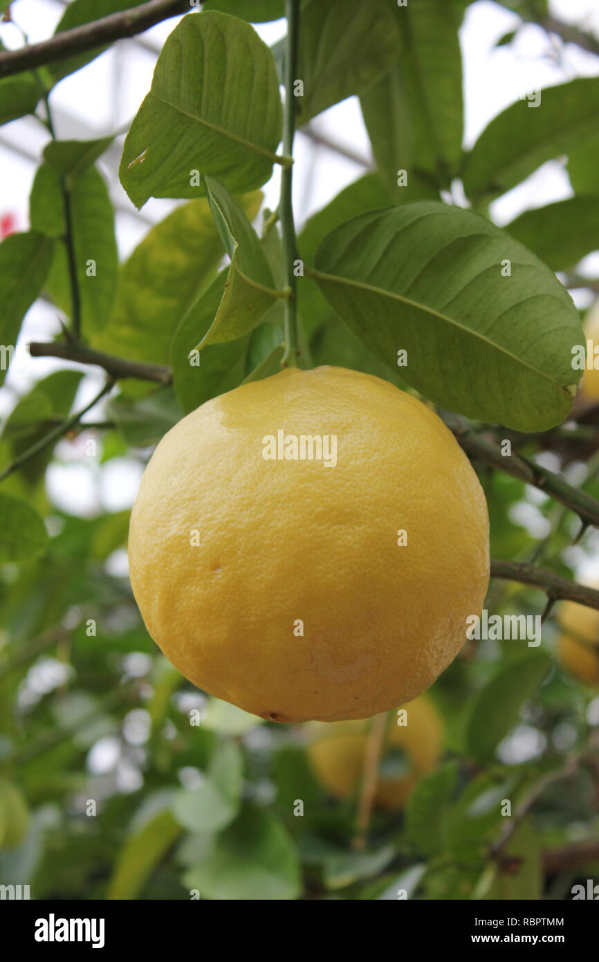 Ponderosa lemon (Citrus x pyriformis) fruit tree growing in the sunny ...