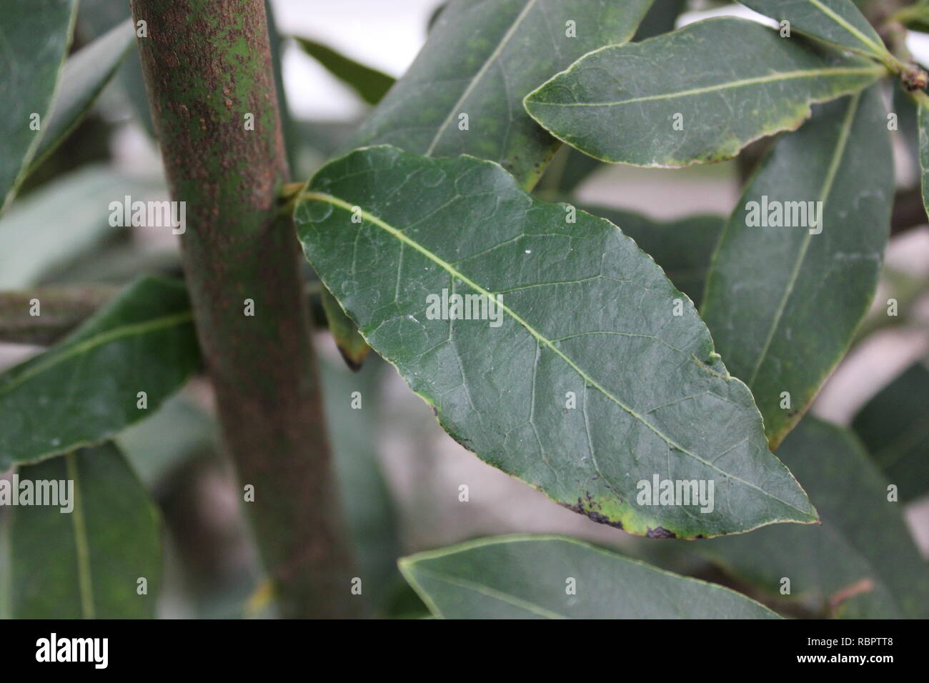 Laurel Oak Tree High Resolution Stock Photography and Images - Alamy