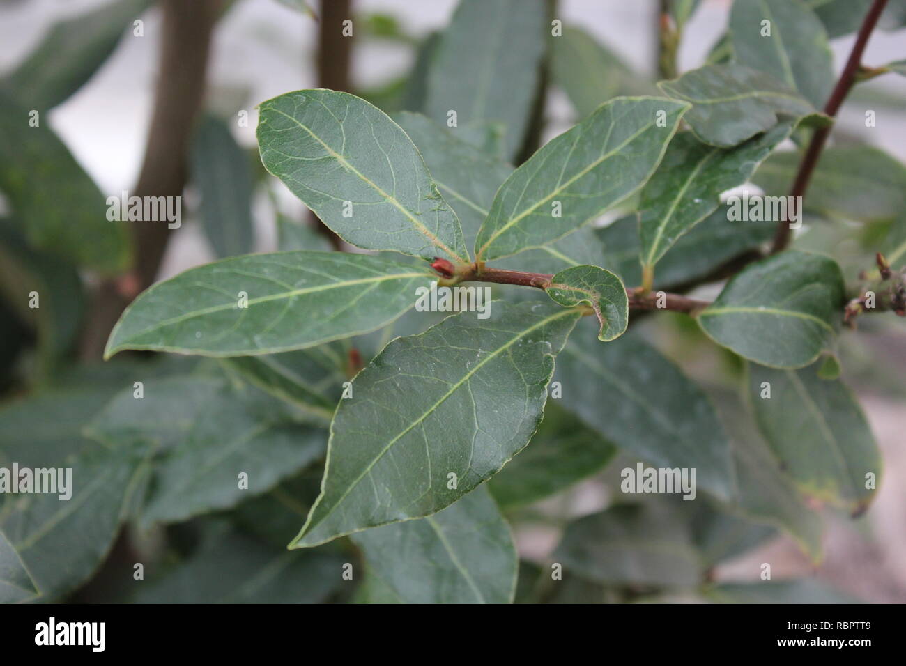 Daphne Laurel Tree High Resolution Stock Photography and Images - Alamy