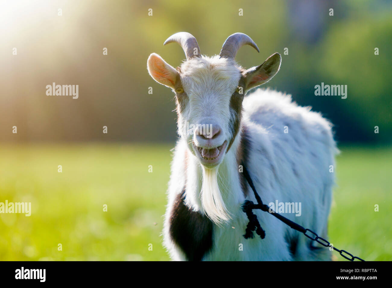 Close-up portrait of white and brown spotty domestic shaggy goat with ...