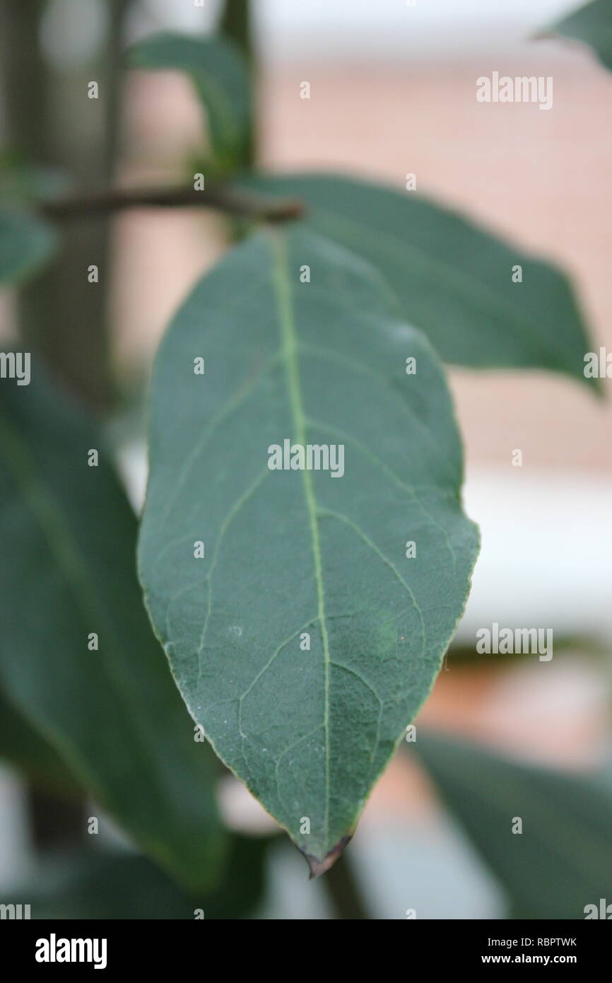 Laurel Oak Tree High Resolution Stock Photography and Images - Alamy