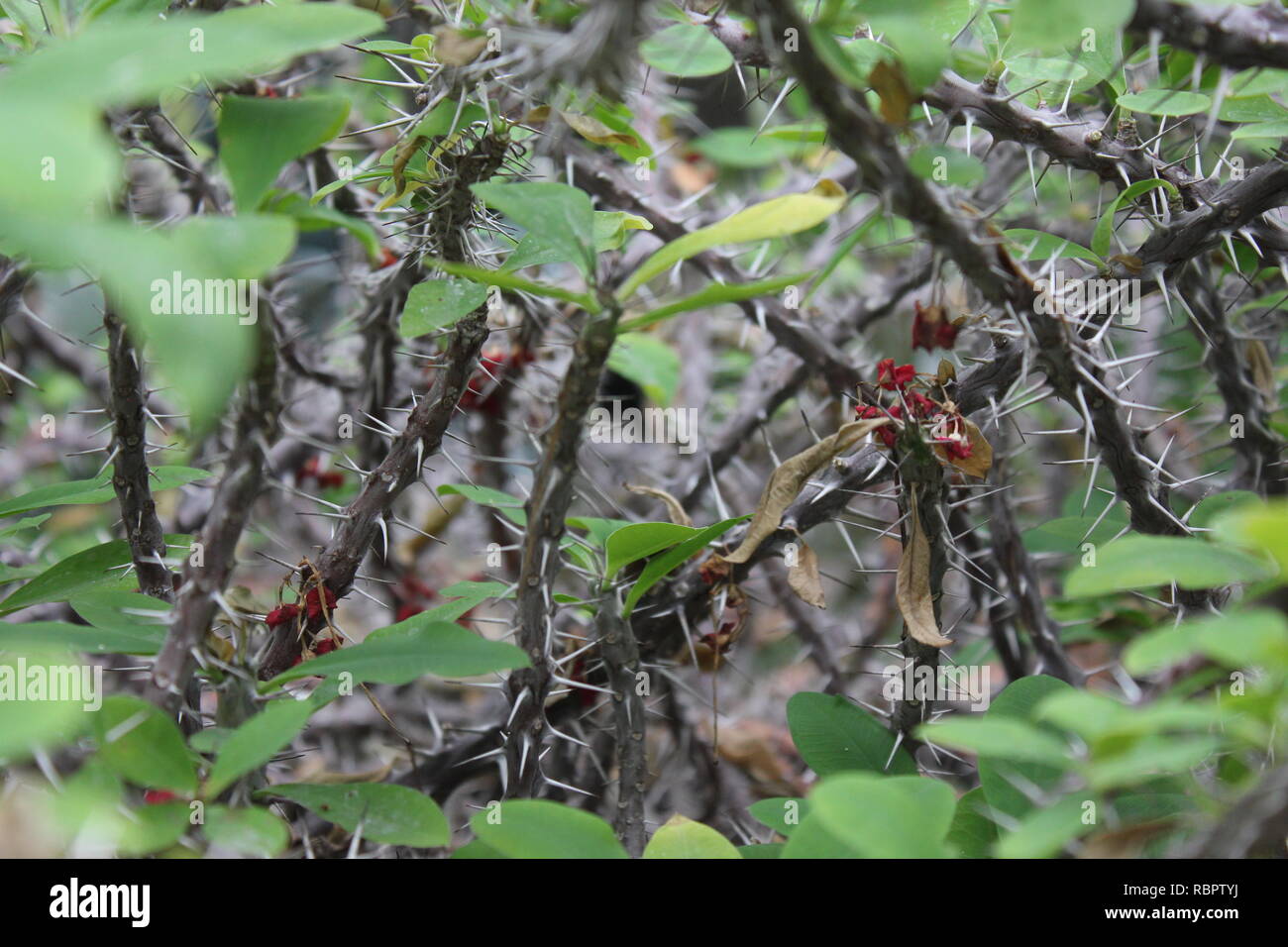 View topic - HALLVULPINES -- THE BRIARS - Chicken Smoothie