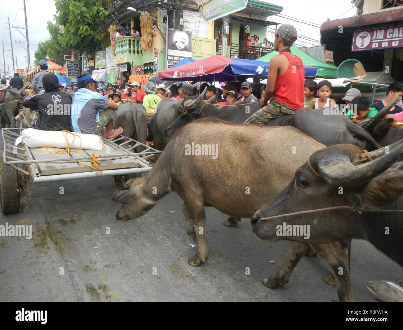 0269jfSan Isidro Labrador Parish Fiesta Pulilan Bulacan Carabao ...