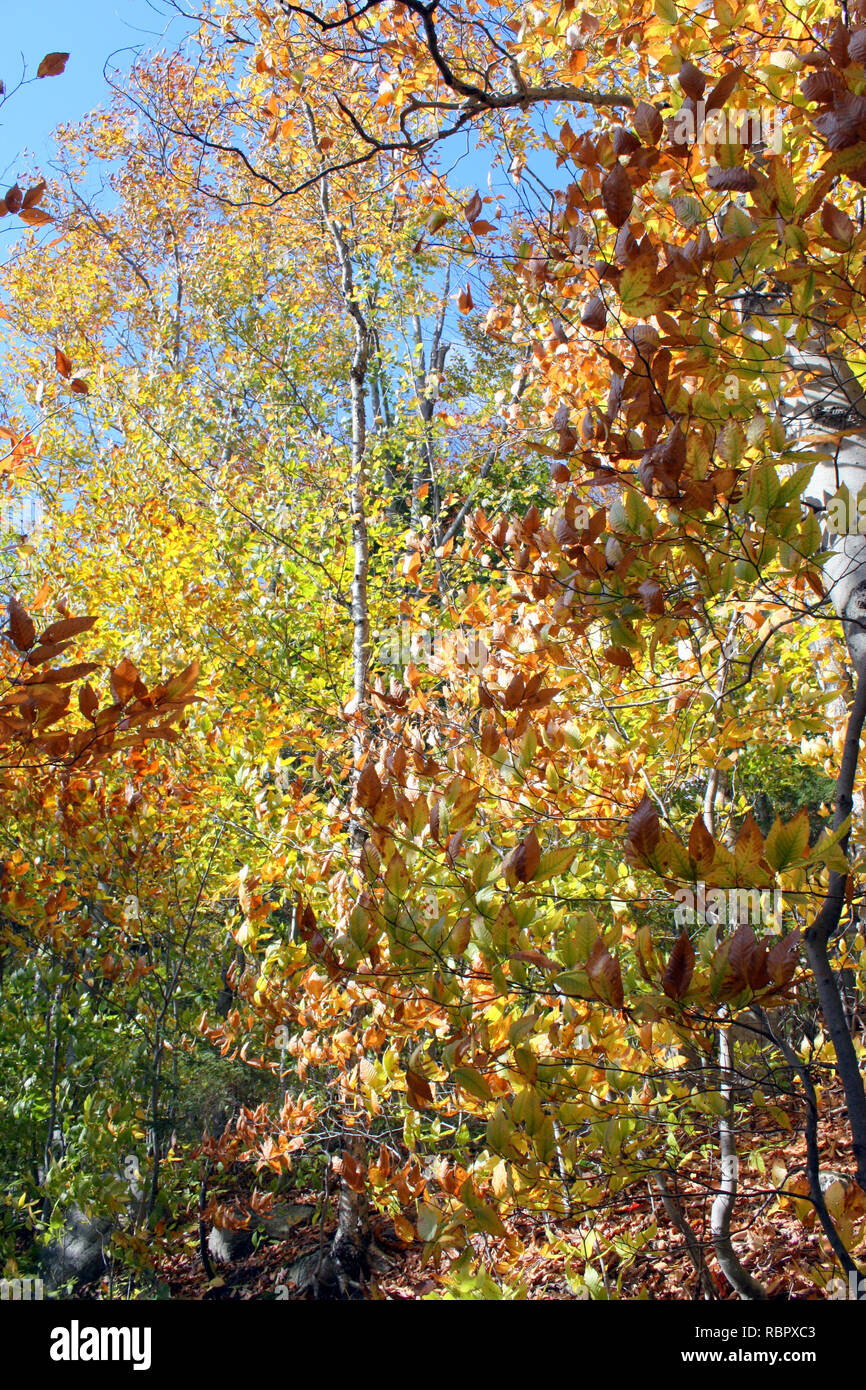 Fall foliage on a hike on the Flume Gorge Trail Loop in Franconia Notch ...